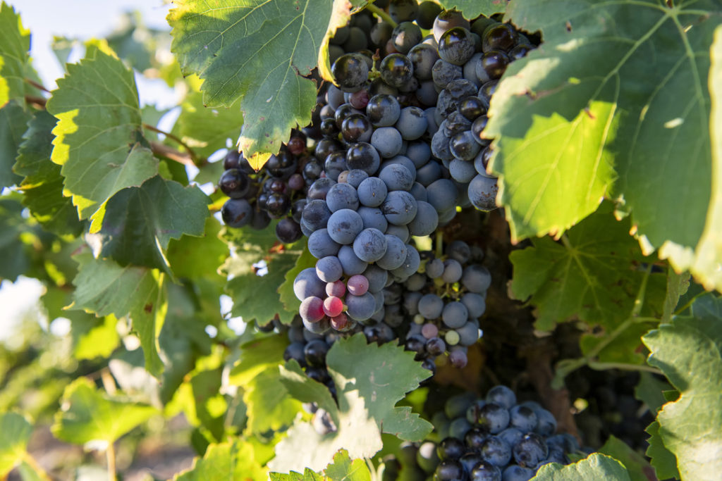 Reportage photographique Vendanges Domaine de Lagoy 2021